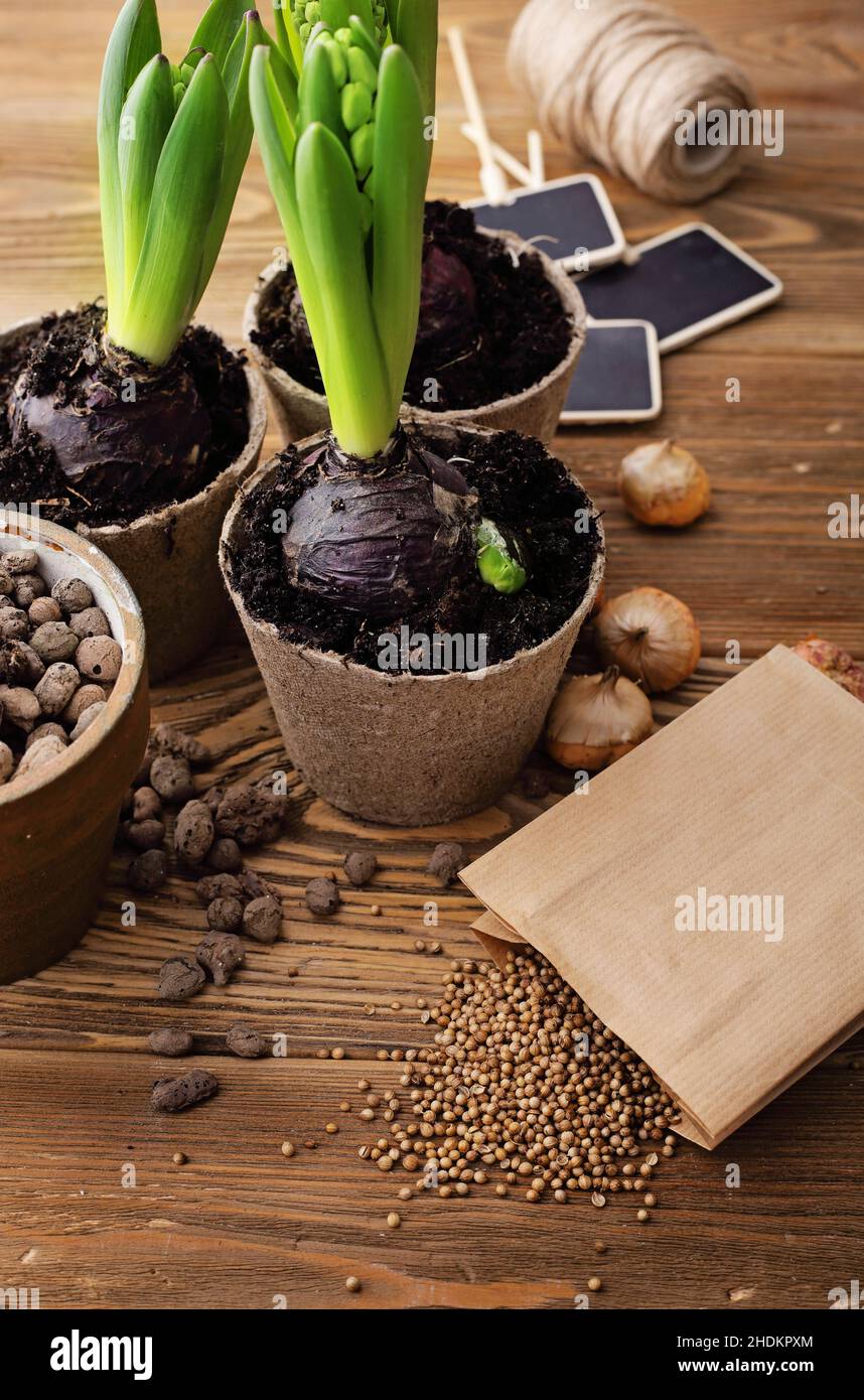 gardening, sowing, gardening time, plant care, tending of plants Stock ...