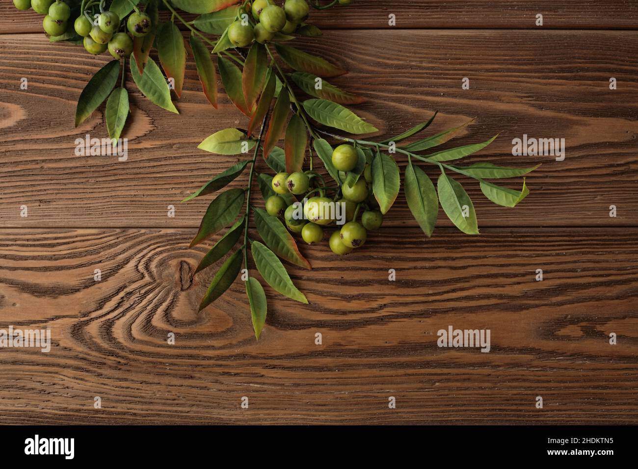Rowan leafs hi-res stock photography and images - Alamy