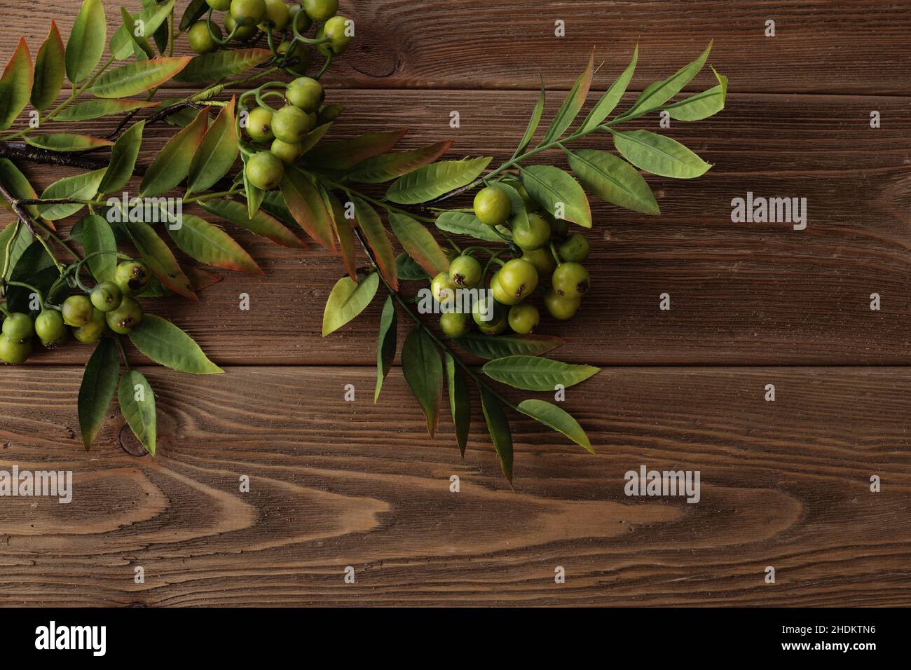 Rowan leafs hi-res stock photography and images - Alamy