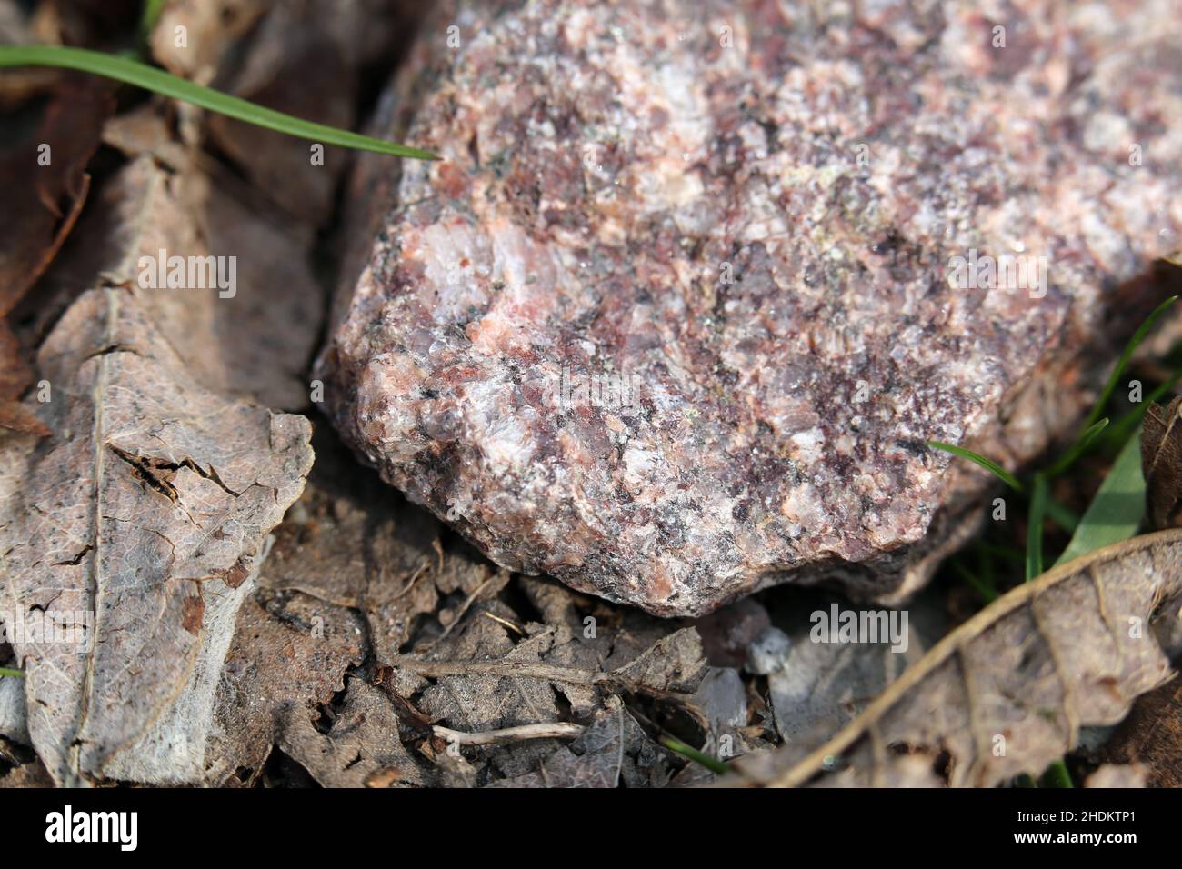 Red granite rock in future in the closeup color image with some leaves ...