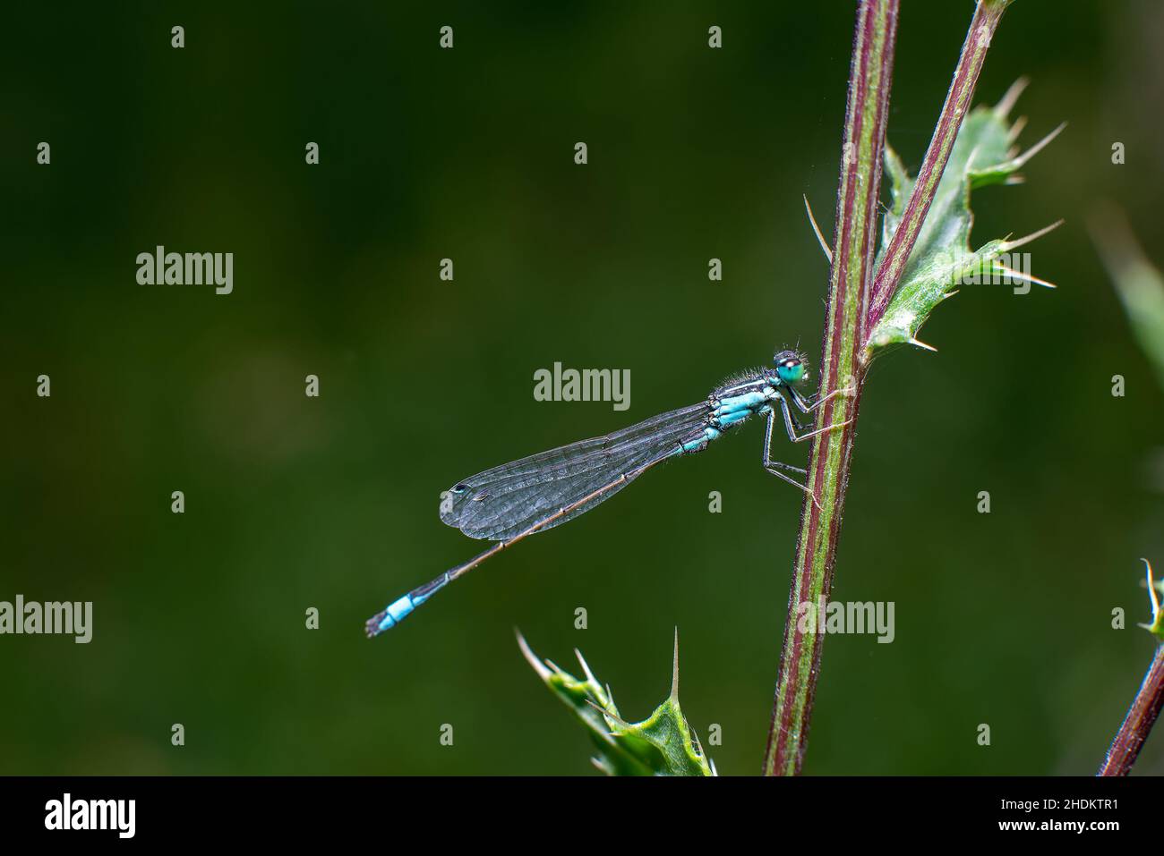 Blue damsel on flower hi-res stock photography and images - Alamy