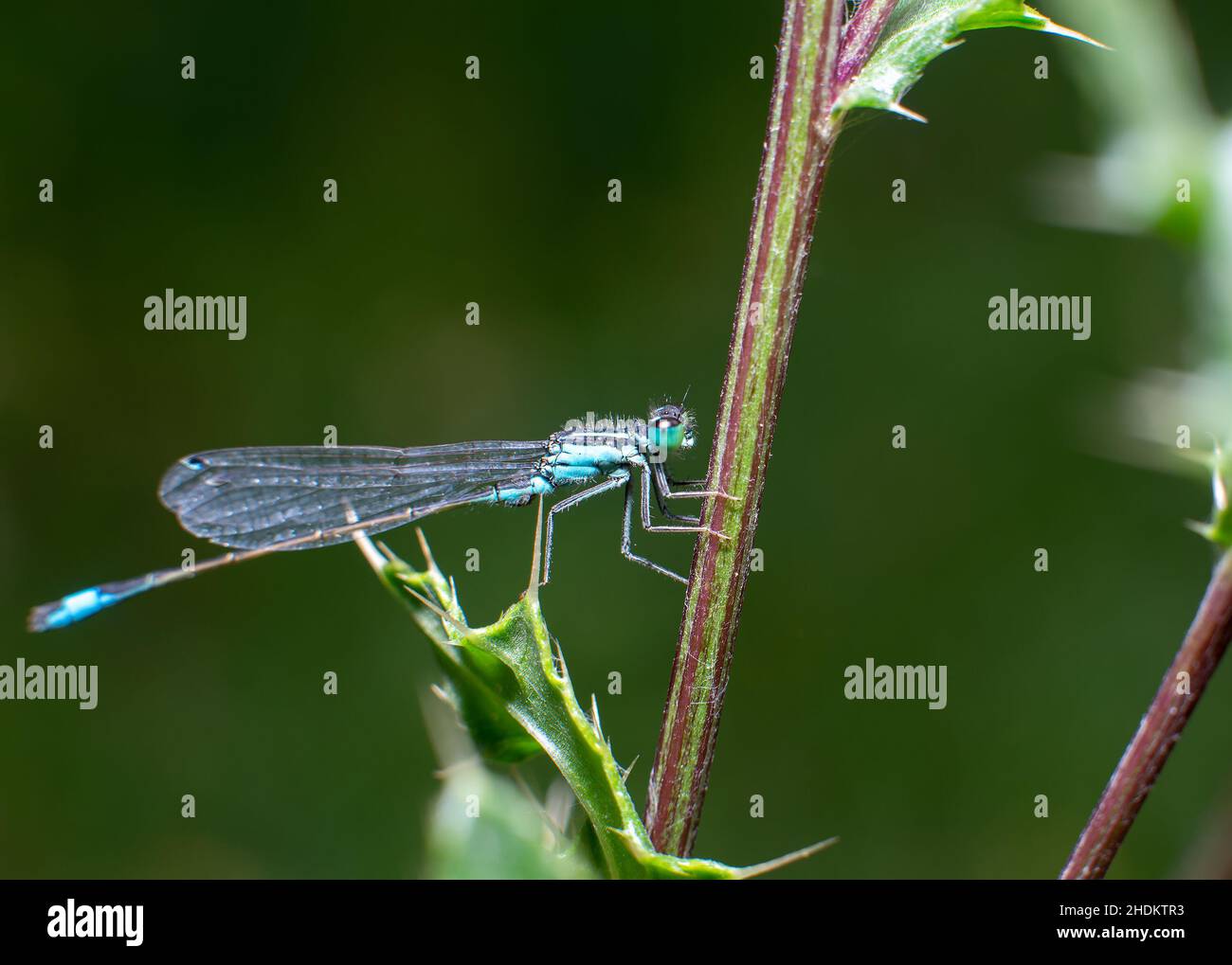 Blue damsel on flower hi-res stock photography and images - Alamy