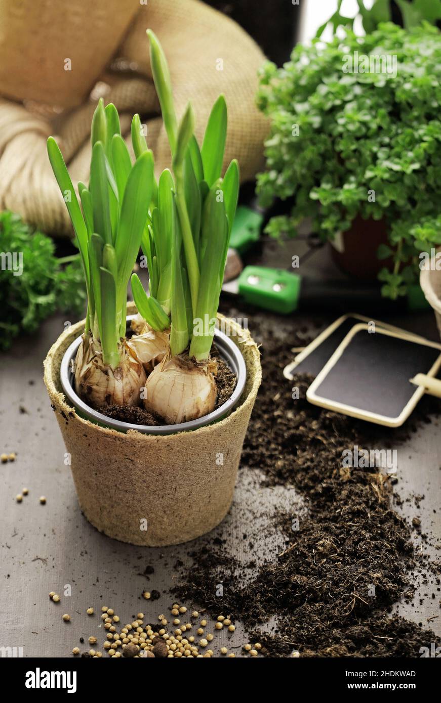 planting, crocuses, bulb, bulbs, flower bulb Stock Photo - Alamy