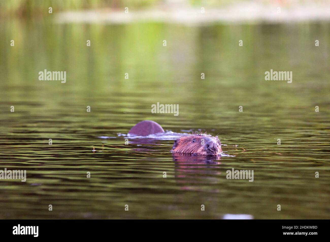 Fuzzy duckling hi-res stock photography and images - Alamy
