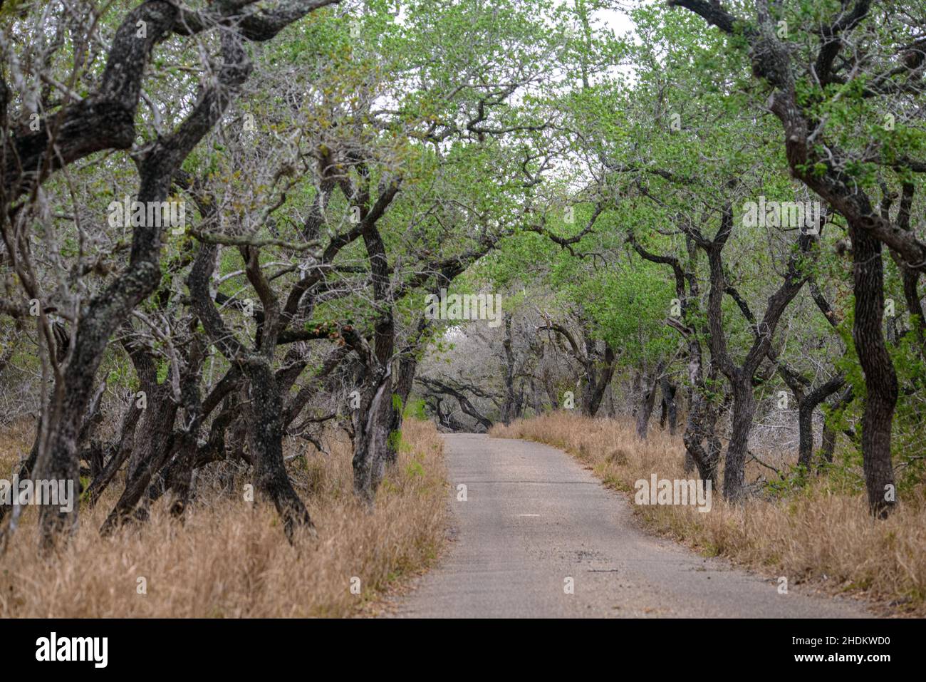 Bird watching at the King Ranch in Texas Stock Photo - Alamy