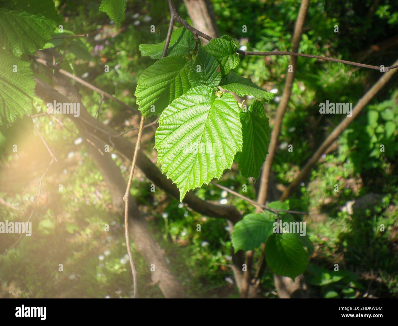 Leaf of hazel, hazelnut tree leaves with sunlight. Close up Stock Photo ...