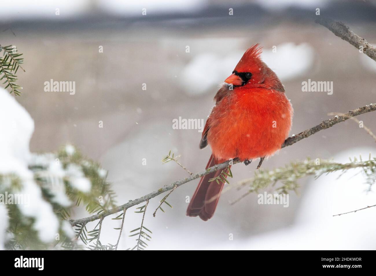 A northern cardinal in a tree Stock Photo - Alamy