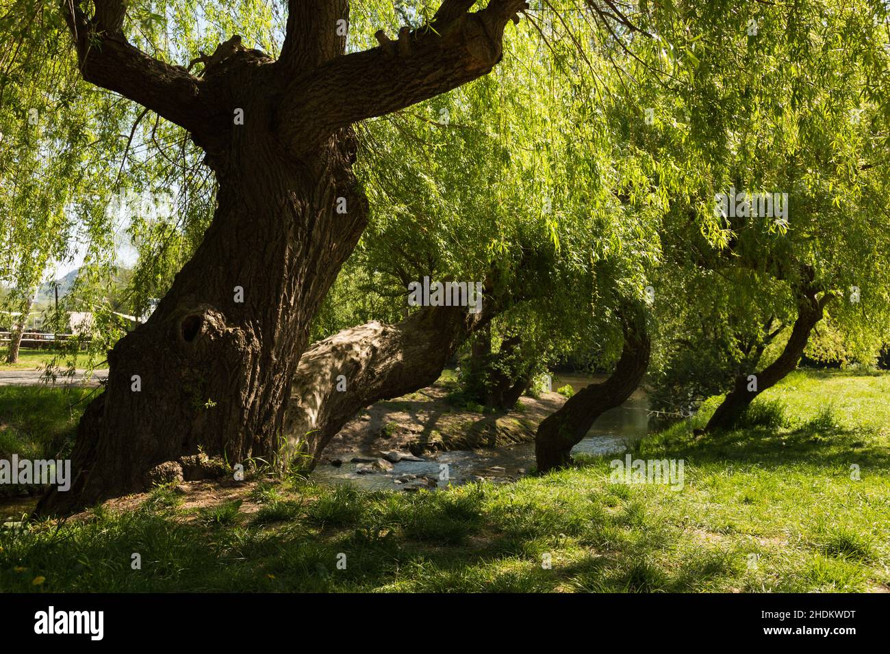 weeping willow, white willow, weeping willows, white willows Stock ...