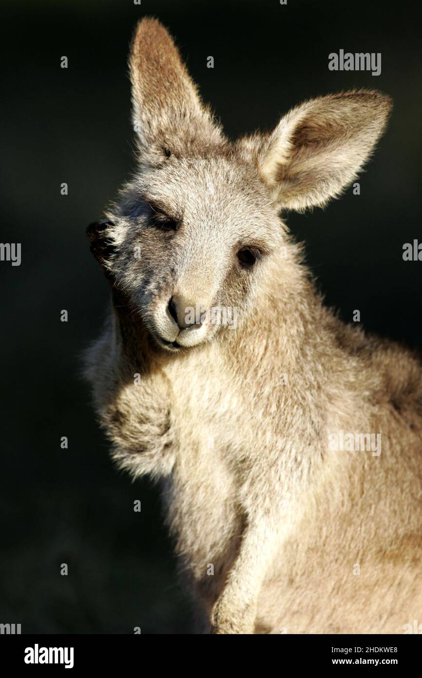 Carnivorous Kangaroo