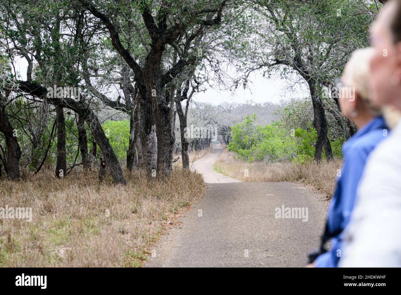 Bird watching at the King Ranch in Texas Stock Photo - Alamy