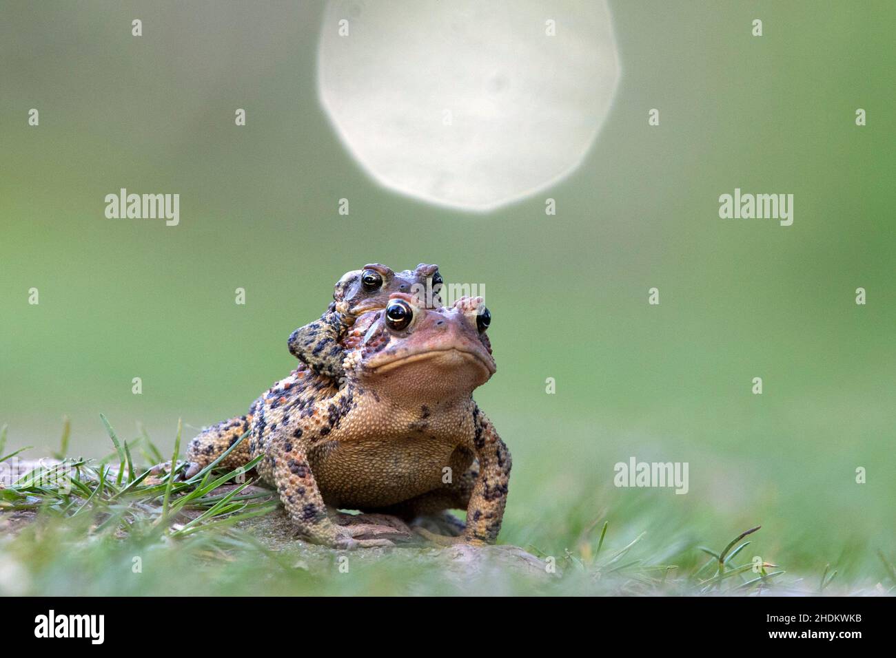 Pair of mating frogs hi-res stock photography and images - Alamy
