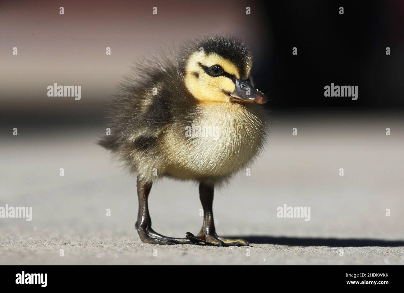 Fuzzy duckling hi-res stock photography and images - Alamy