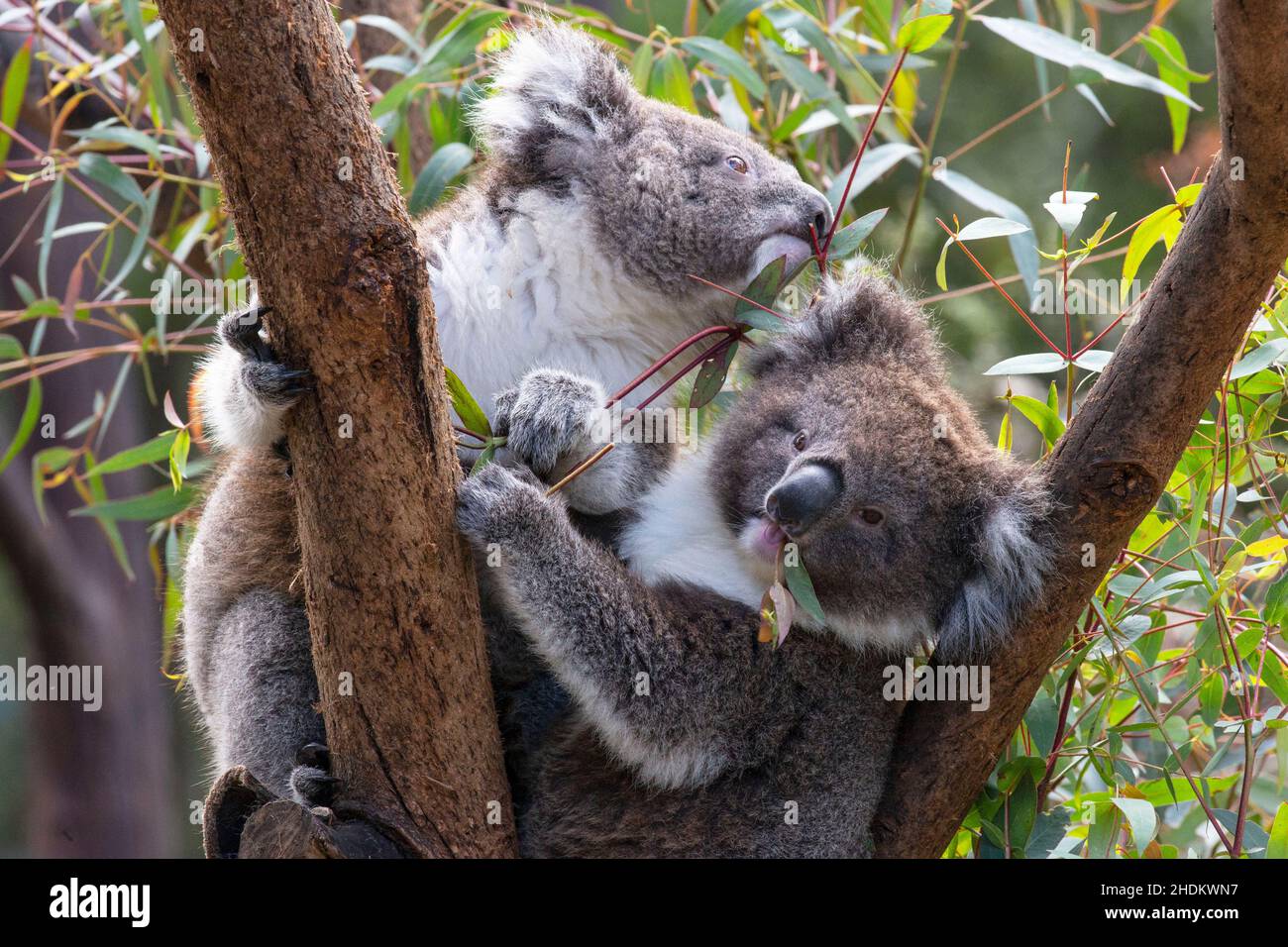 Koala in a tree hi-res stock photography and images - Alamy