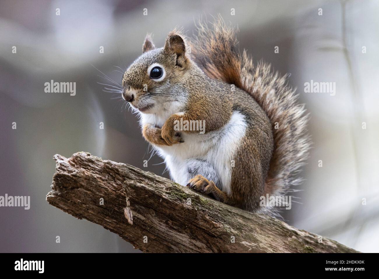 Sleepy squirrel hi-res stock photography and images - Alamy