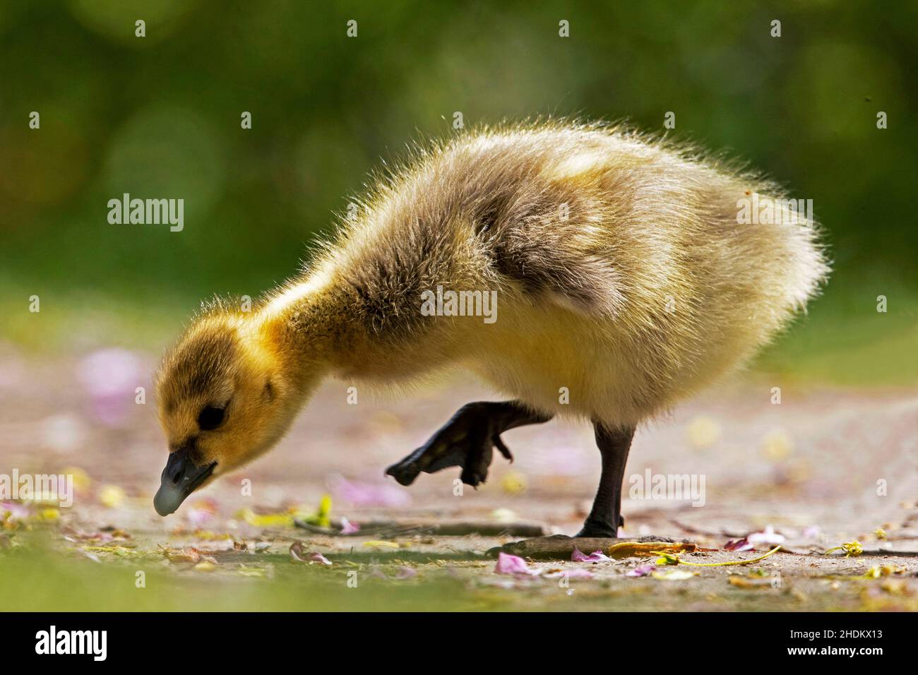 Infant goose hi-res stock photography and images - Alamy