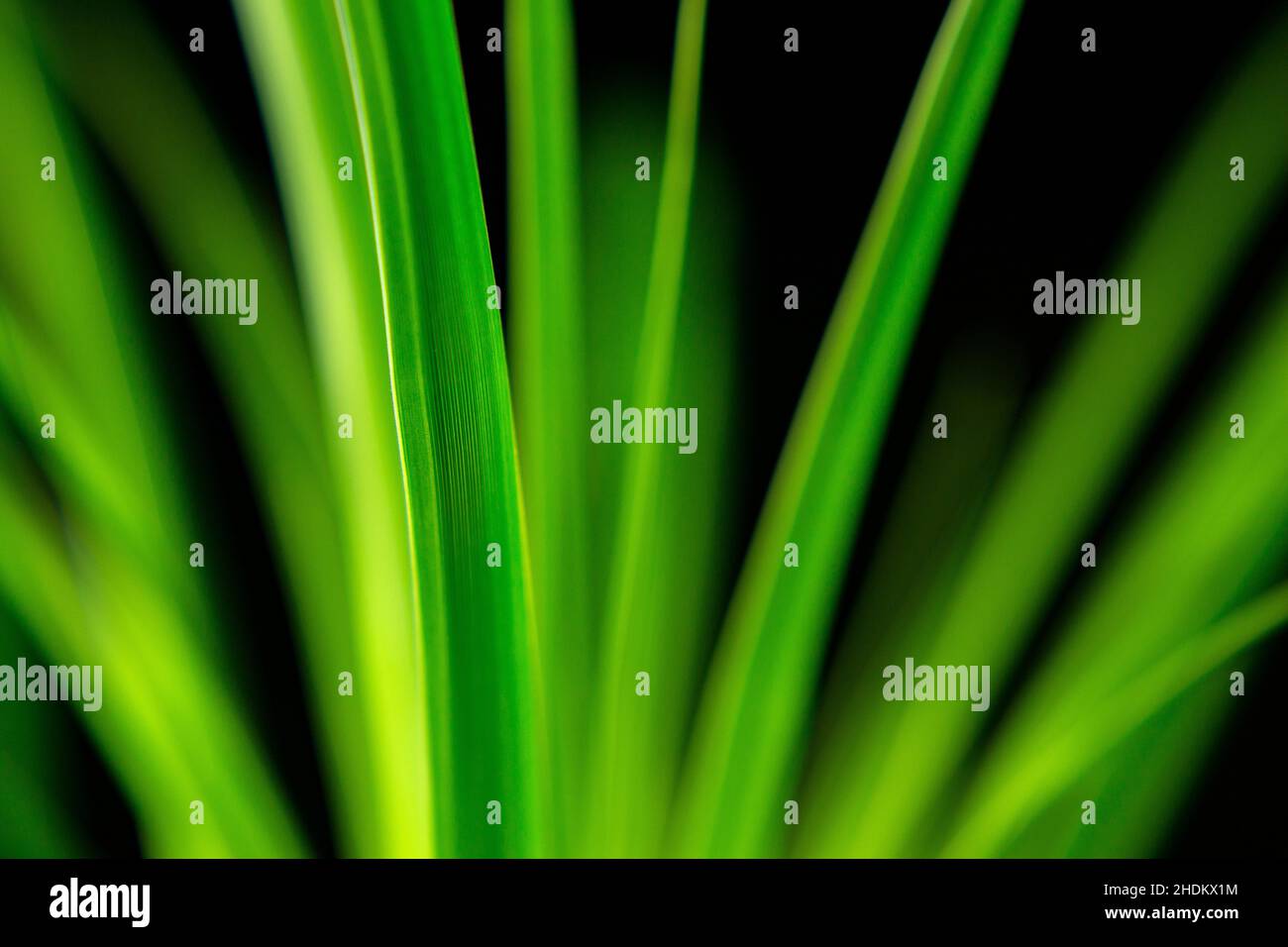 plant, leaf green, chlorophyll, plants, leaf greens, chlorophylls Stock ...
