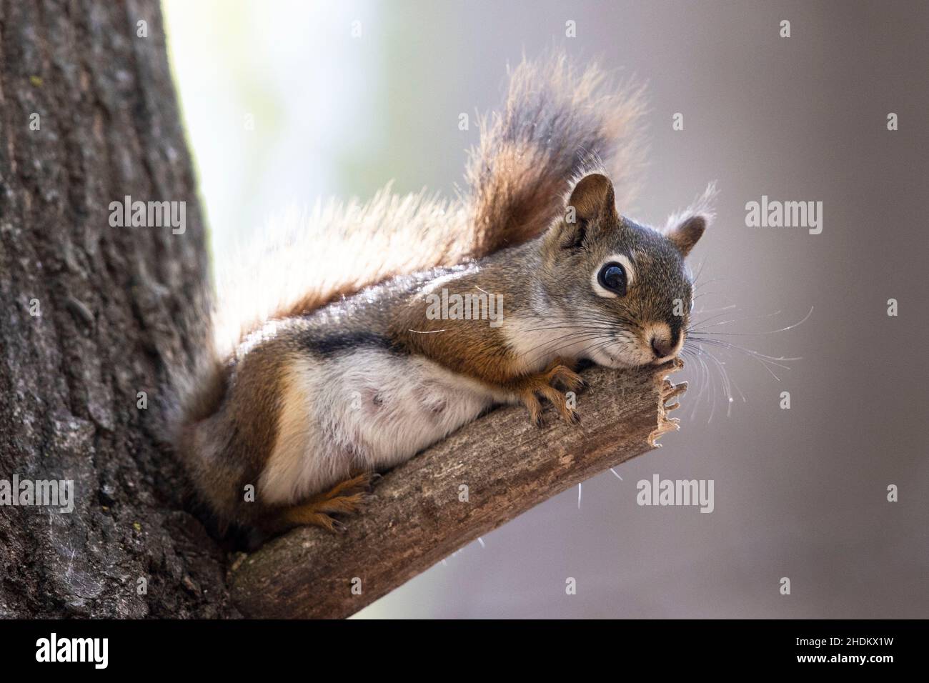 Tired squirrel hi-res stock photography and images - Alamy