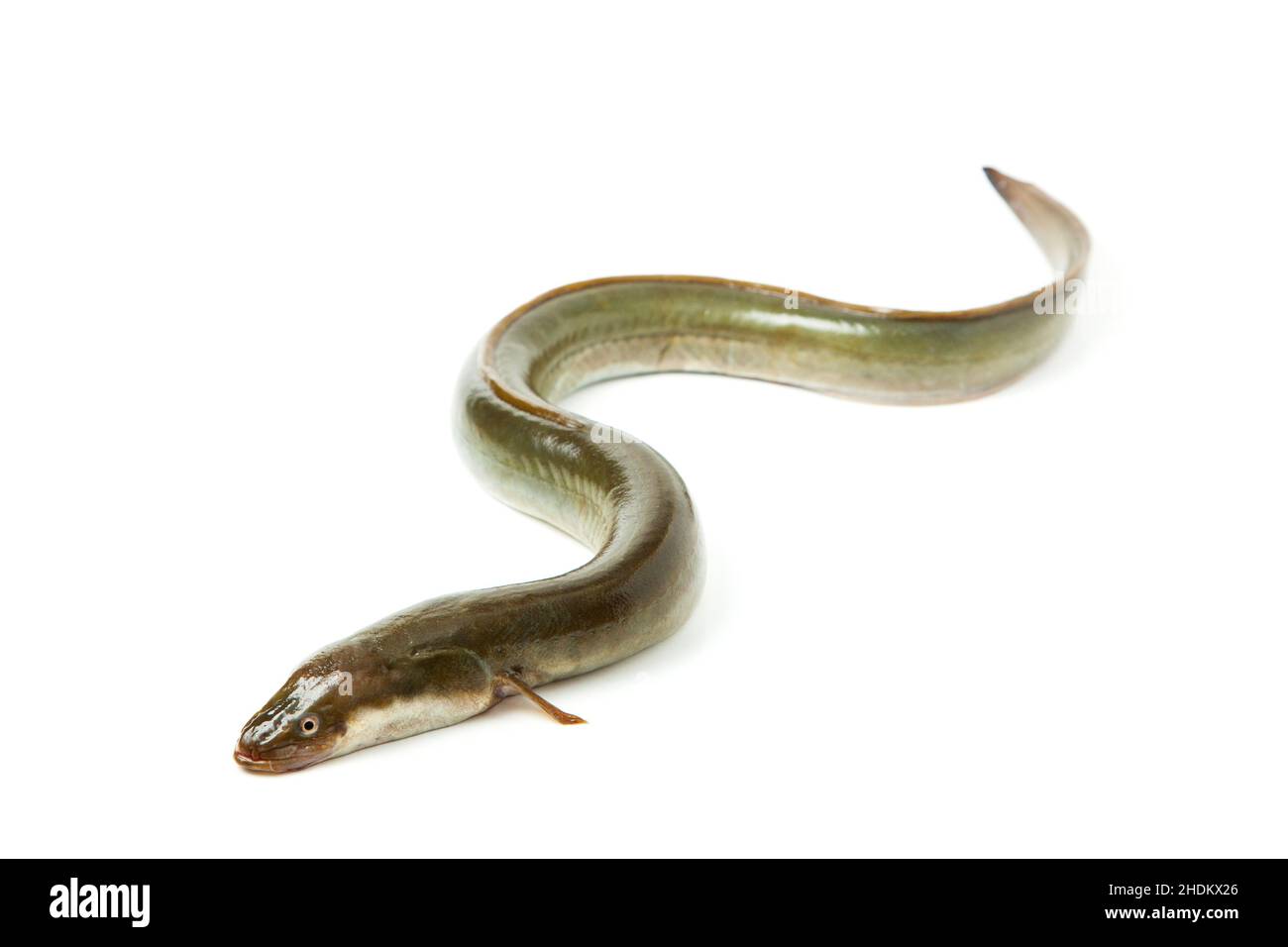 Eels Cut Out Stock Images & Pictures - Alamy