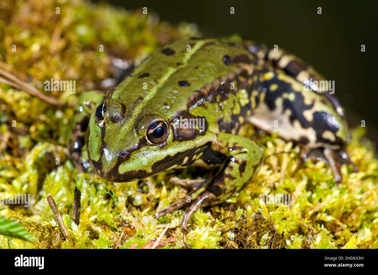 frog, edible frog, frogs, edible frogs Stock Photo - Alamy