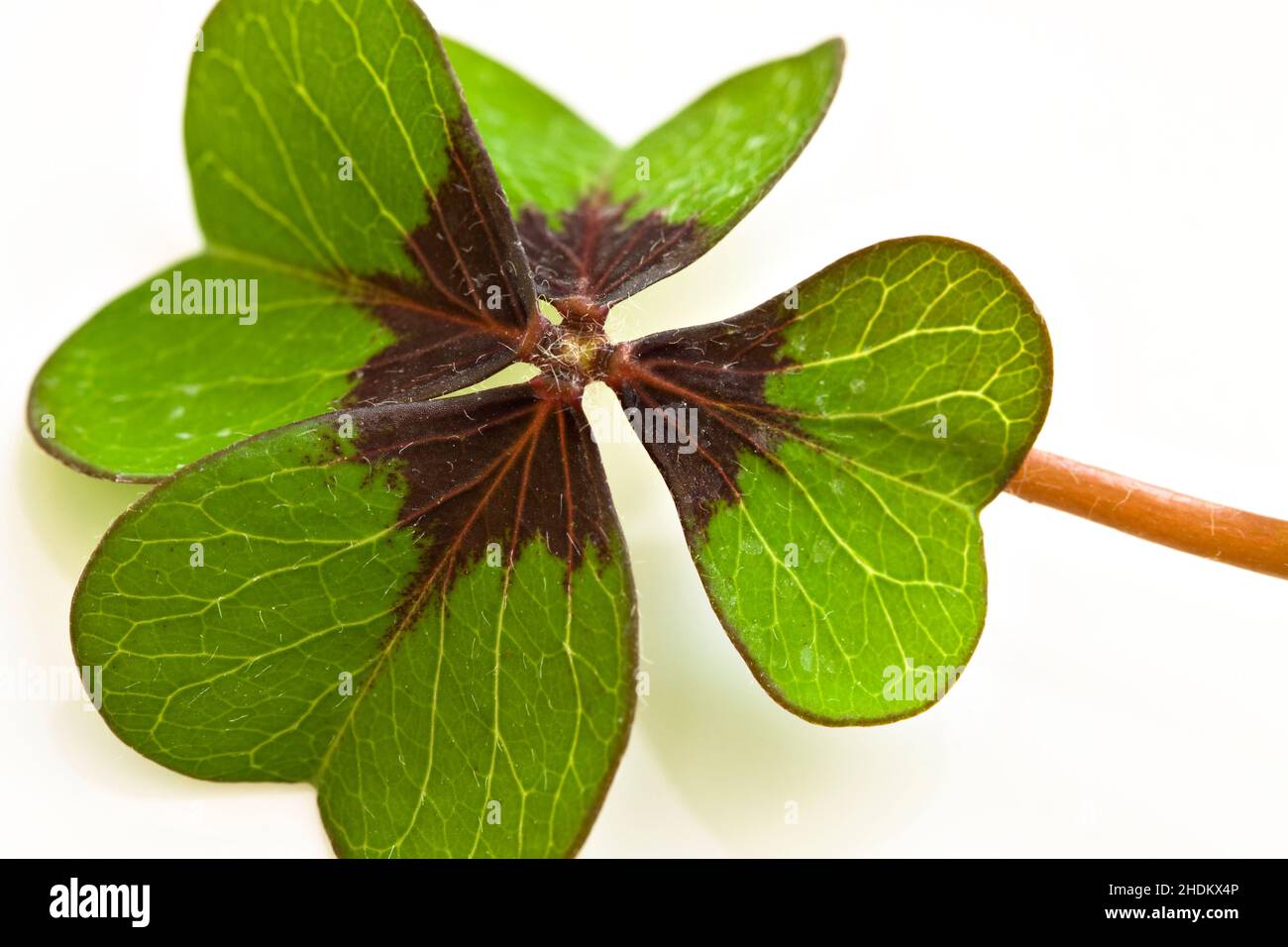 Cloverleafs hi-res stock photography and images - Alamy