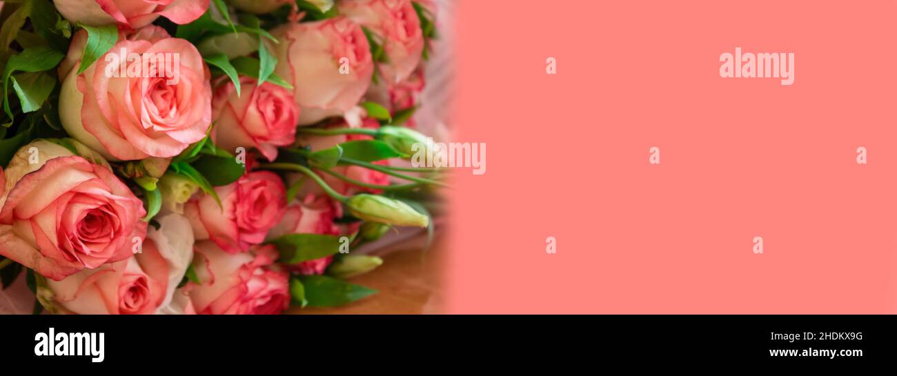 Beautiful rose flower in garden. Rose flower background. Roses flower ...