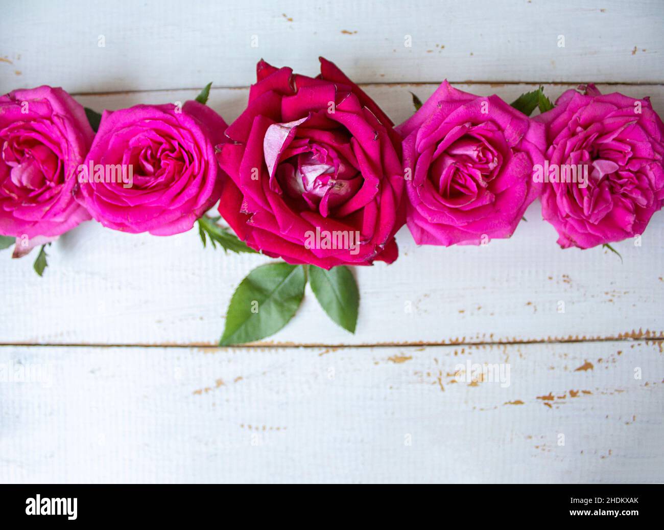 Beautiful rose flower in garden. Rose flower background. Roses flower ...