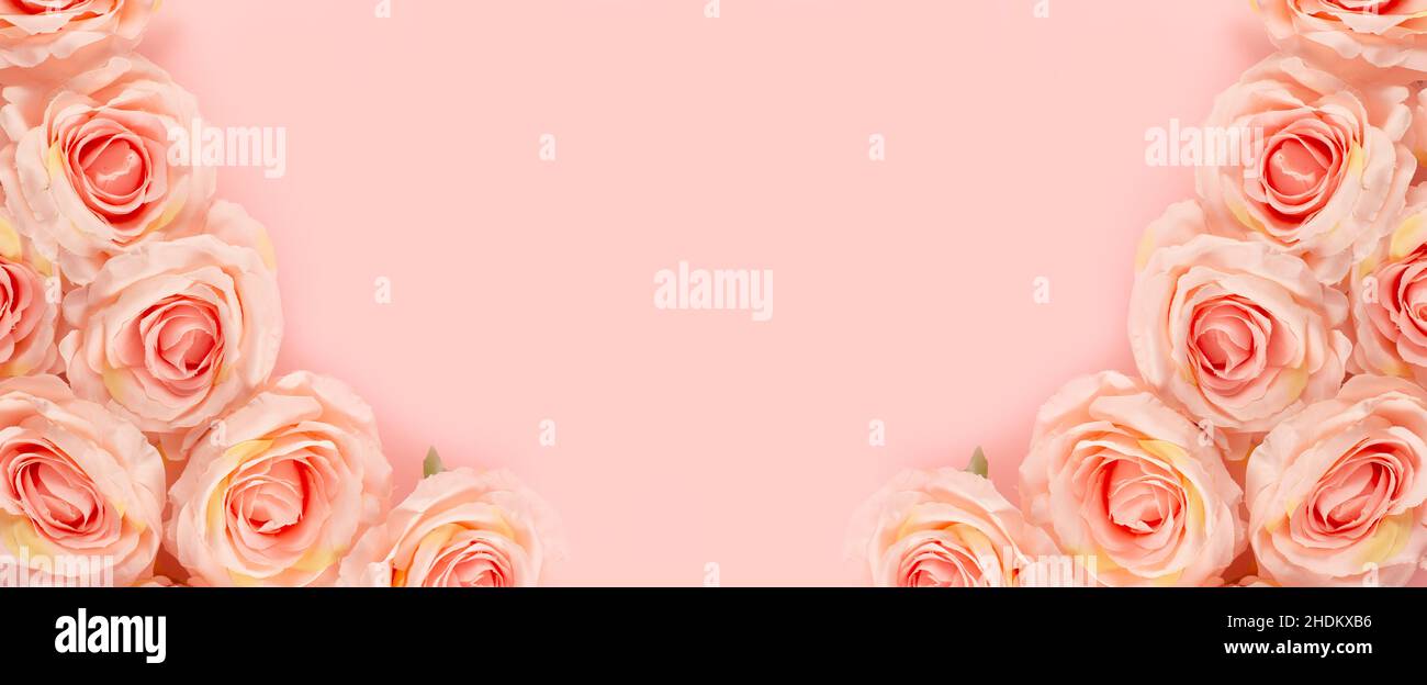 Beautiful rose flower in the garden. Rose flower background. Rose ...