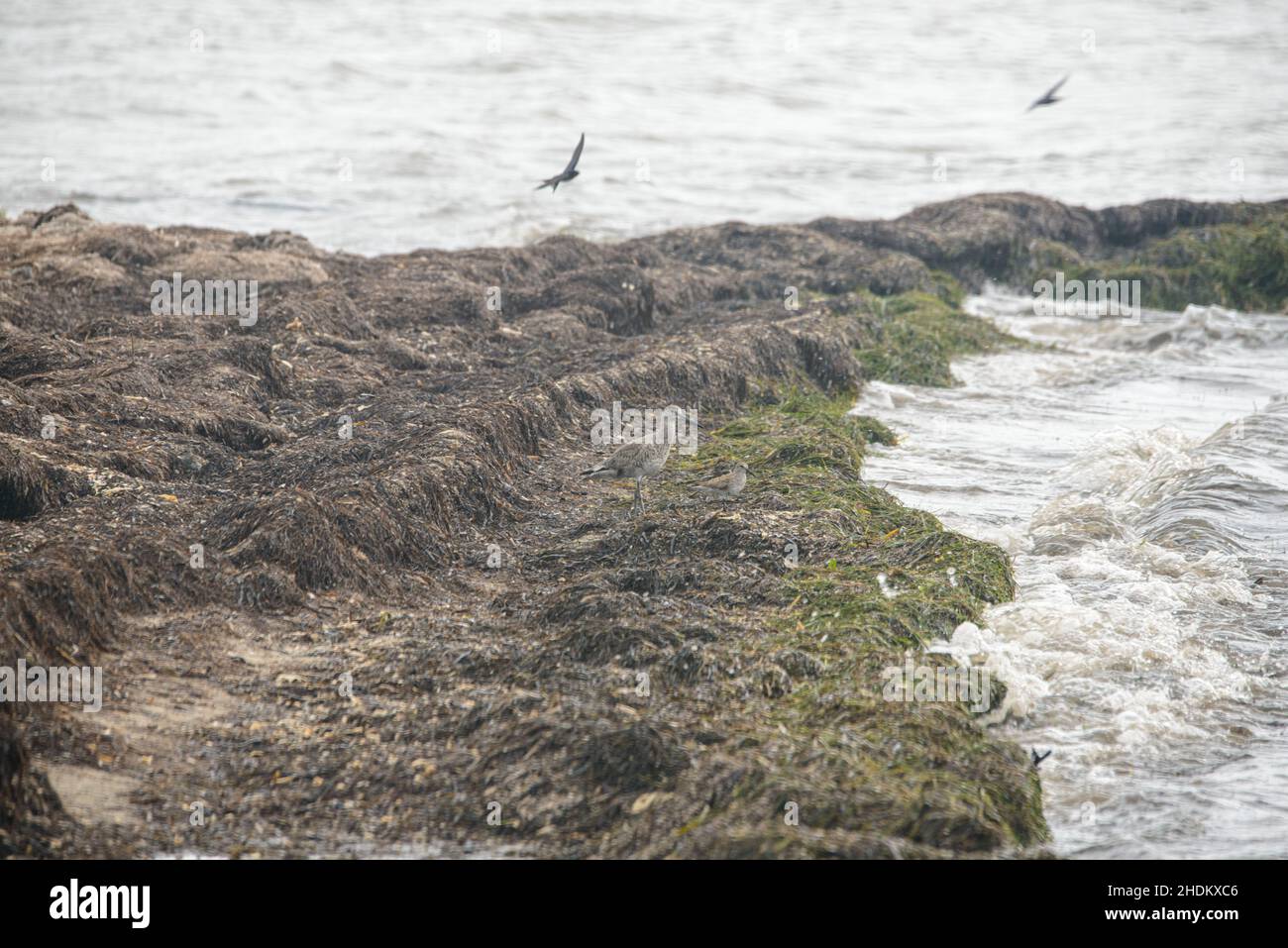 Bird watching at the King Ranch in Texas Stock Photo - Alamy