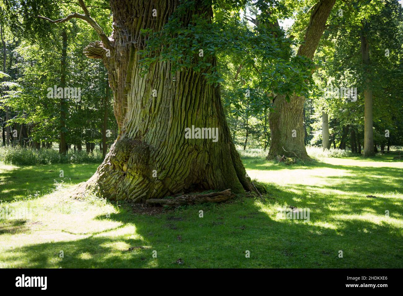tree trunk, oak tree, trunks, oak trees Stock Photo - Alamy