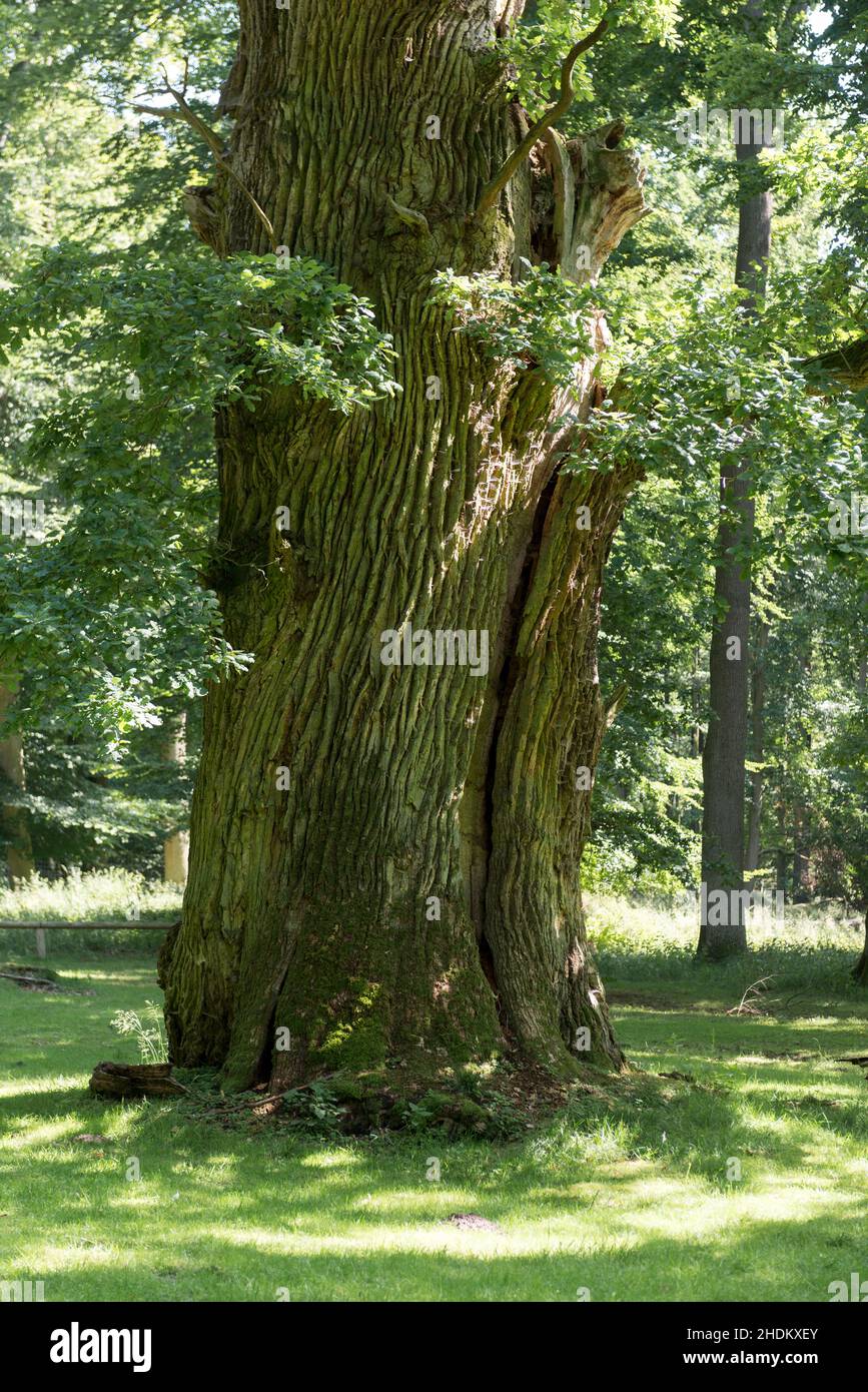 tree trunk, oak tree, trunks, oak trees Stock Photo - Alamy