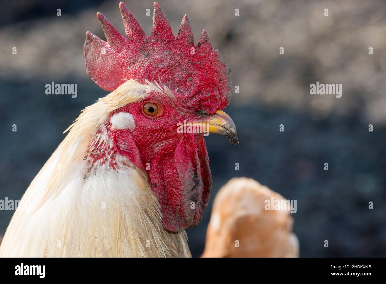 Roosters and barn hi-res stock photography and images - Alamy
