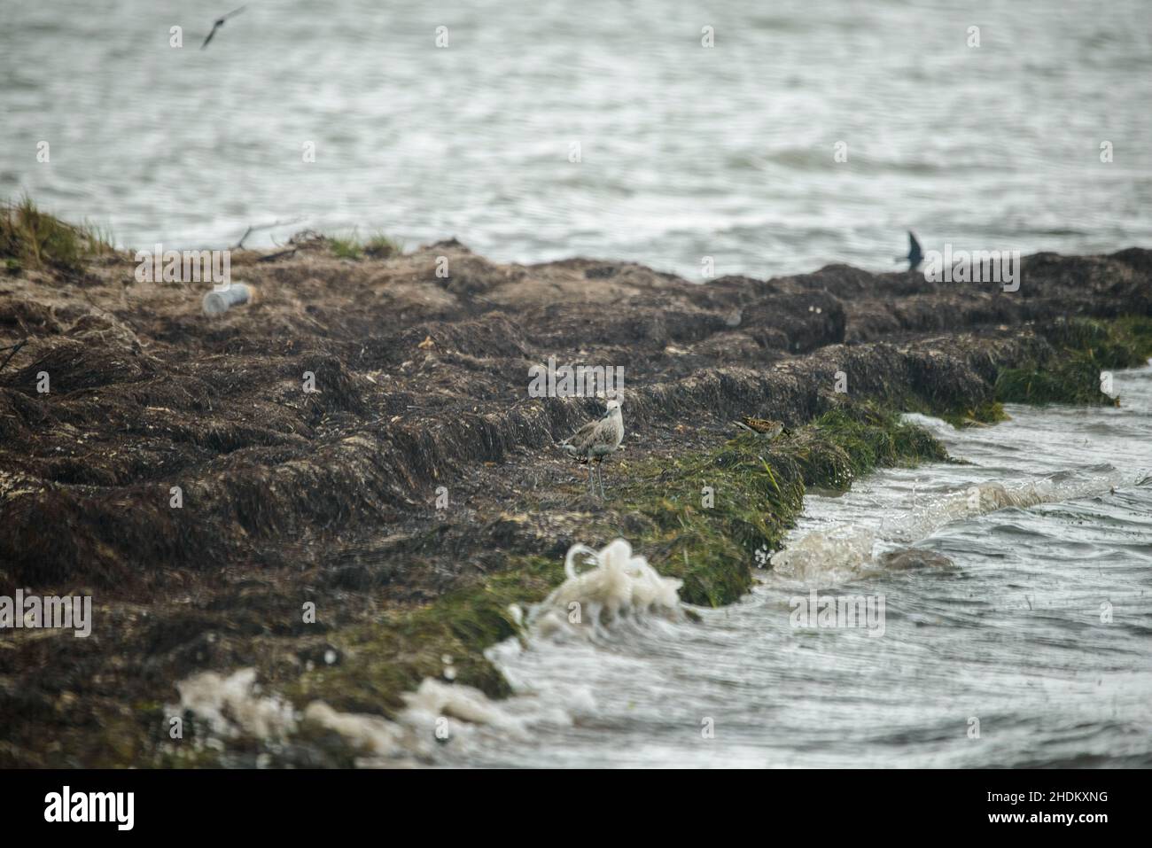 Bird watching at the King Ranch in Texas Stock Photo - Alamy