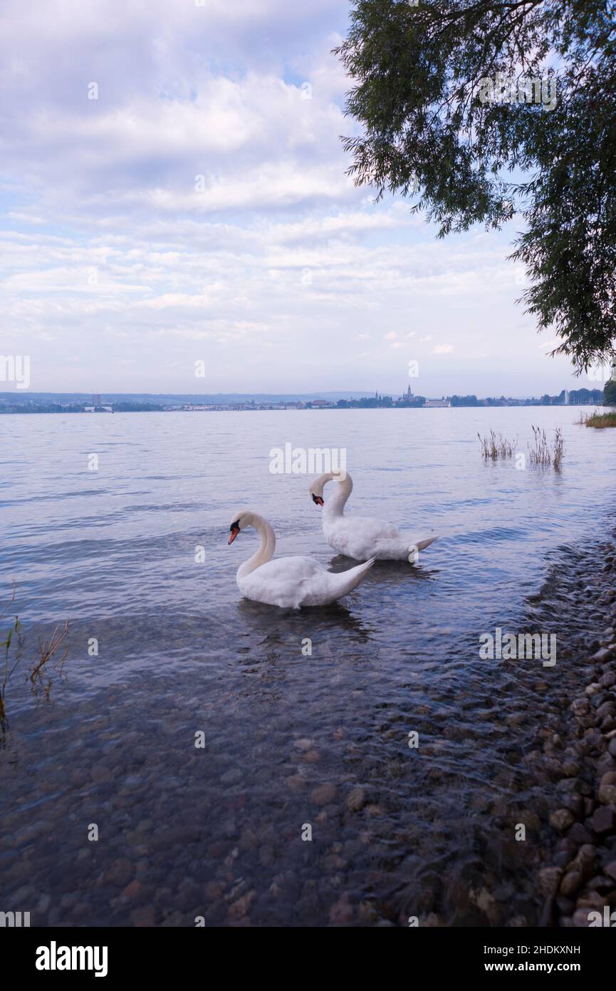 swan, lakefront, constance, swans, lakefronts, constances Stock Photo ...
