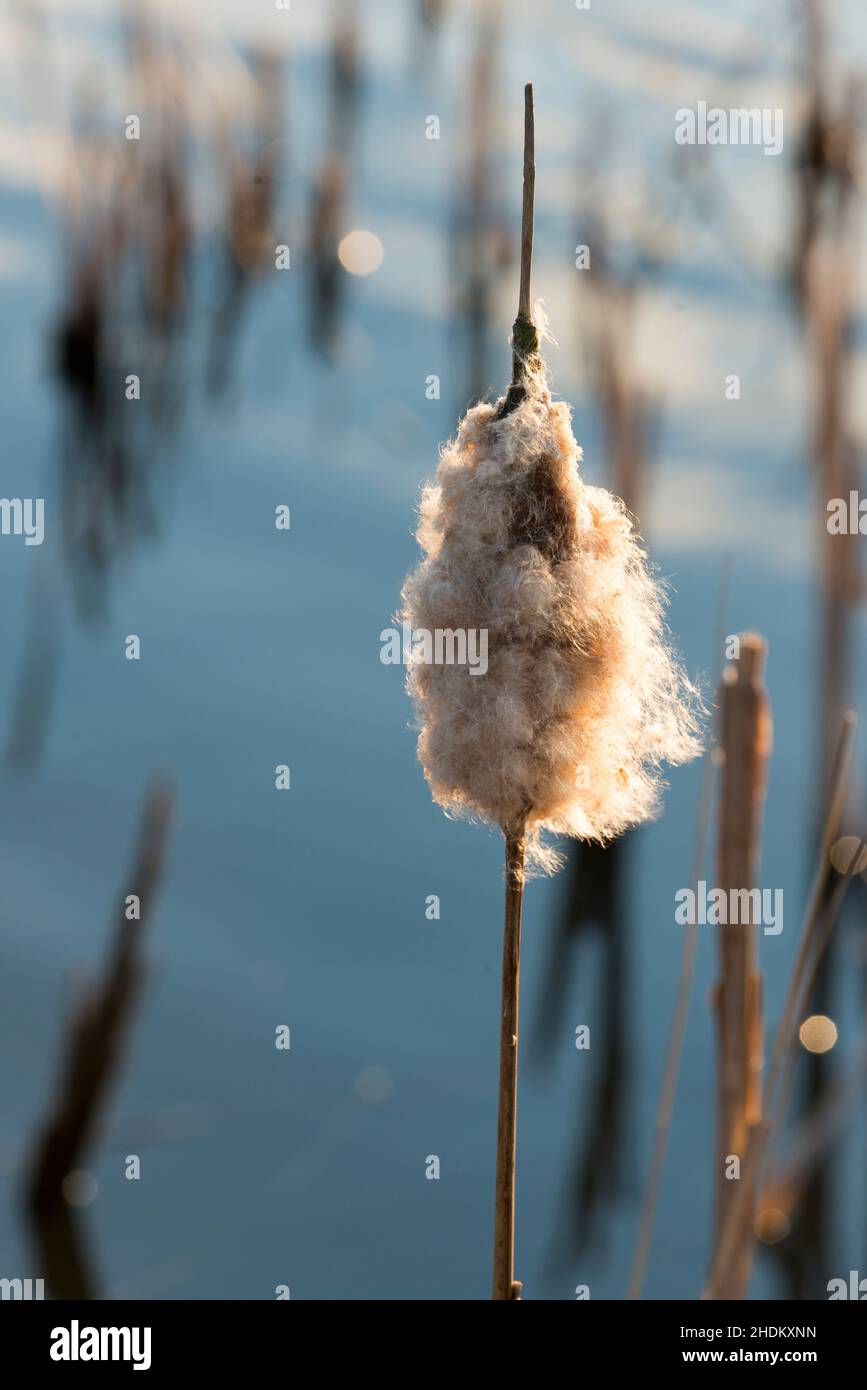 cattail, grass, marsh plant, cattails, marsh plants Stock Photo - Alamy