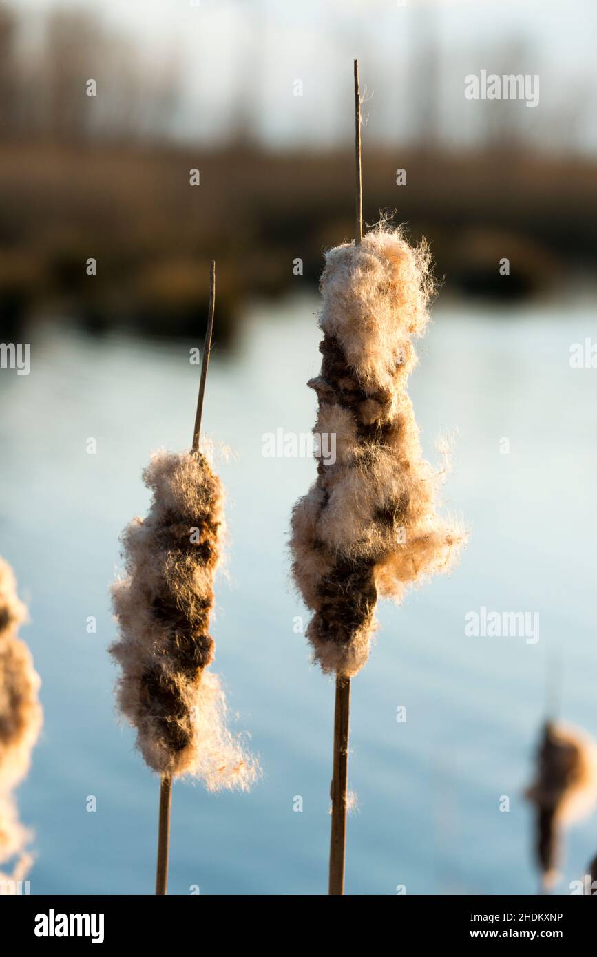 cattail, grass, marsh plant, cattails, marsh plants Stock Photo - Alamy