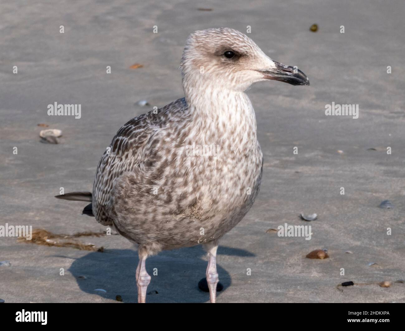 seagull, herring gull, young bird, seagulls, herring gulls, young birds ...