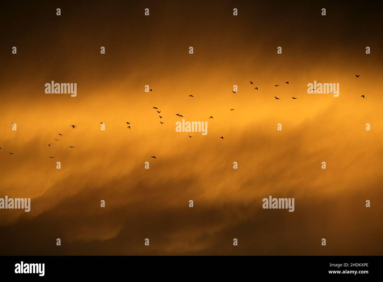 sky, flying, swarm of birds, heaven, skies, fly, to fly Stock Photo - Alamy