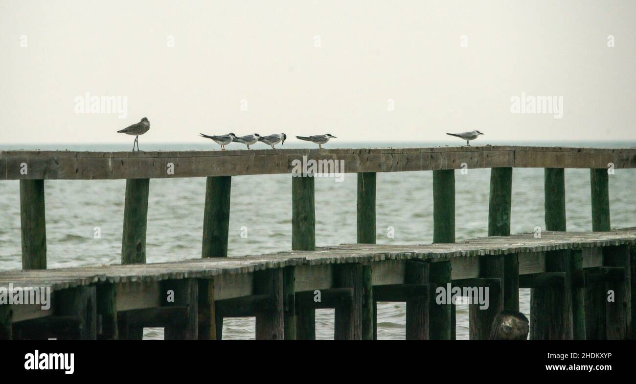 King watching sunrise hi-res stock photography and images - Alamy