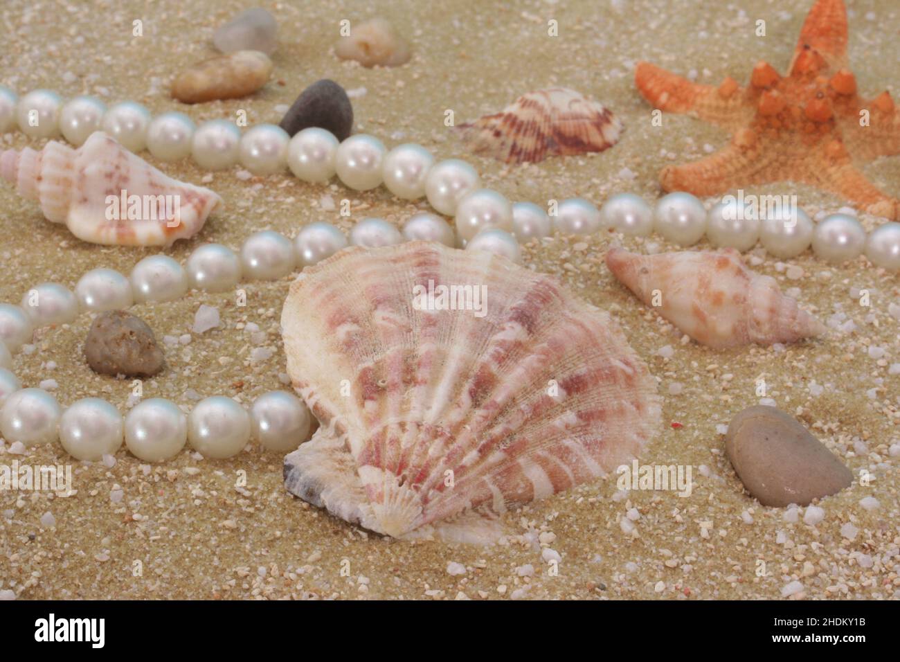 Sea Shells on Sand With Pearl Necklace Stock Photo - Alamy