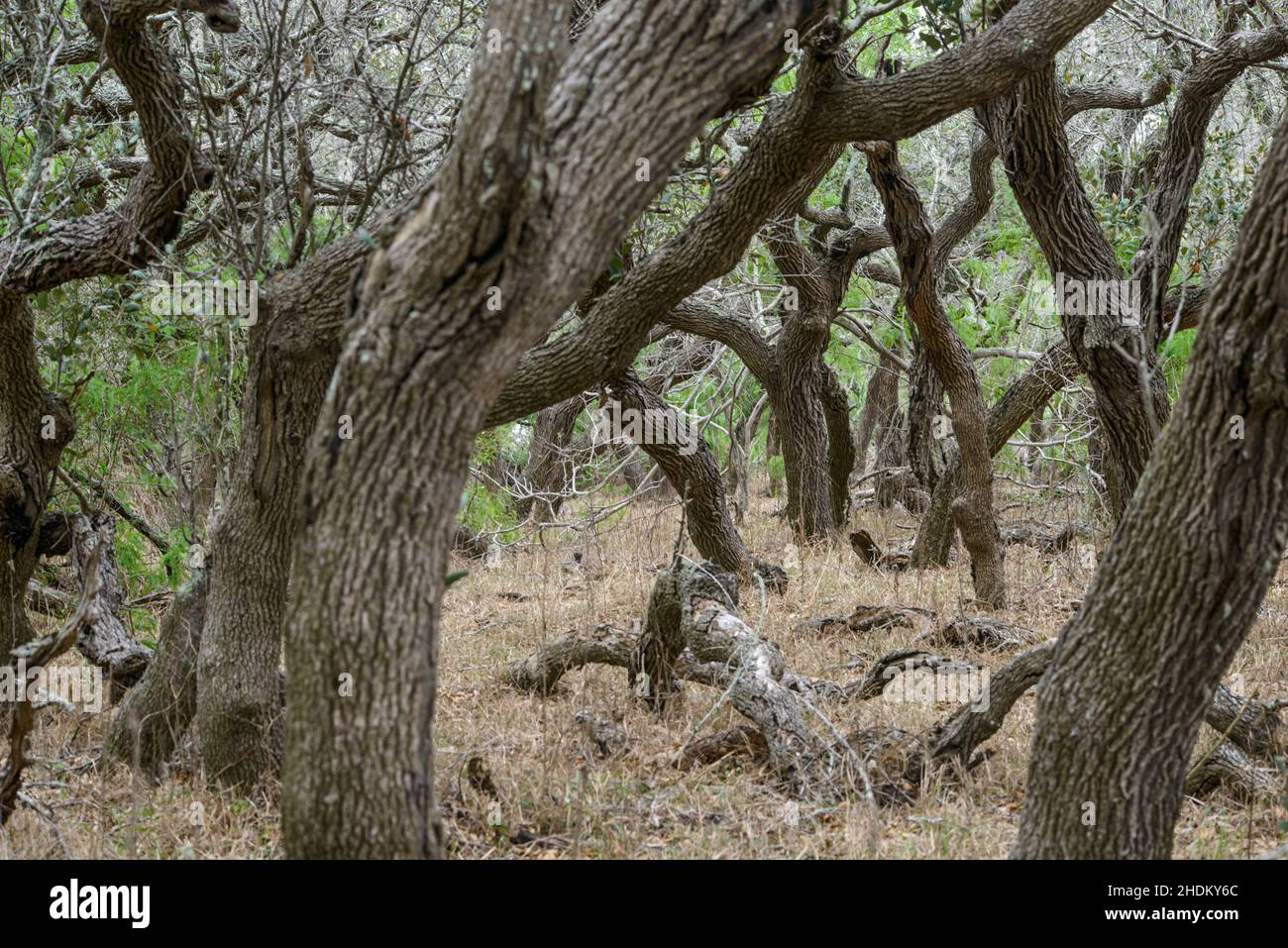 King ranch texas hi-res stock photography and images - Alamy