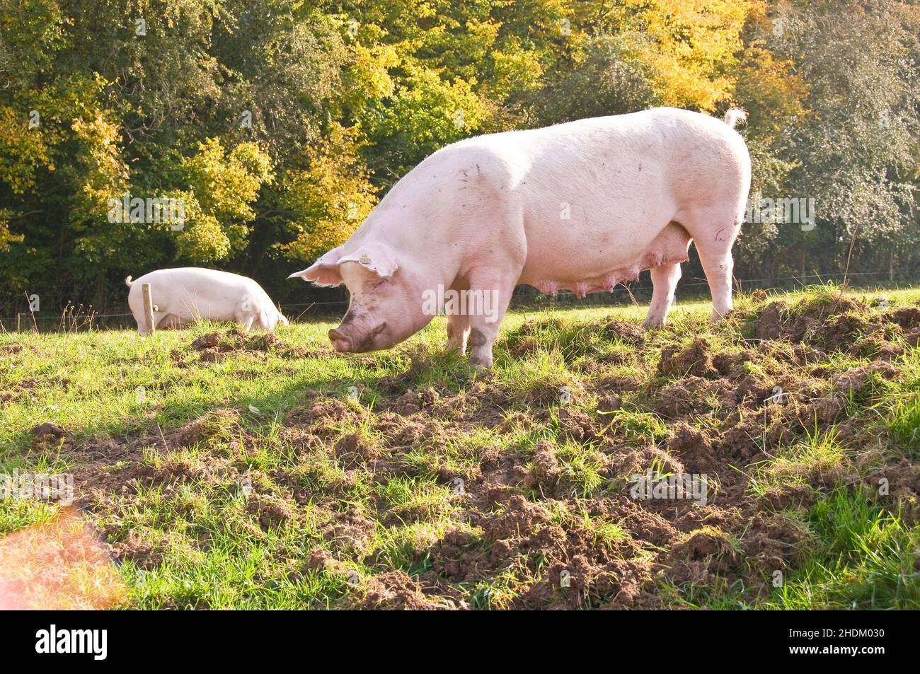 domestic pig, sow, domestic pigs, sows Stock Photo - Alamy