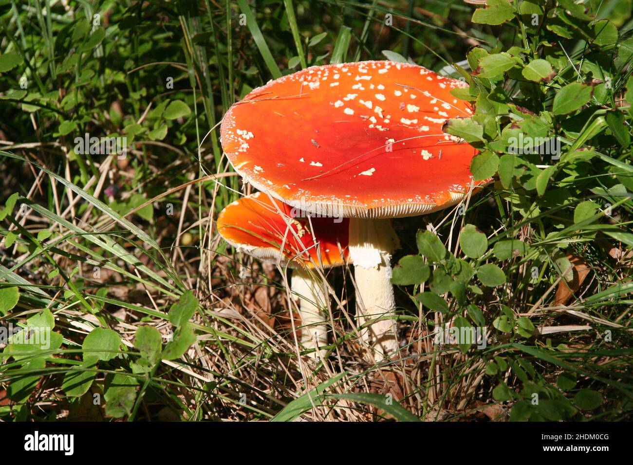 fly agaric, toadstool, fly agarics, toadstools Stock Photo - Alamy