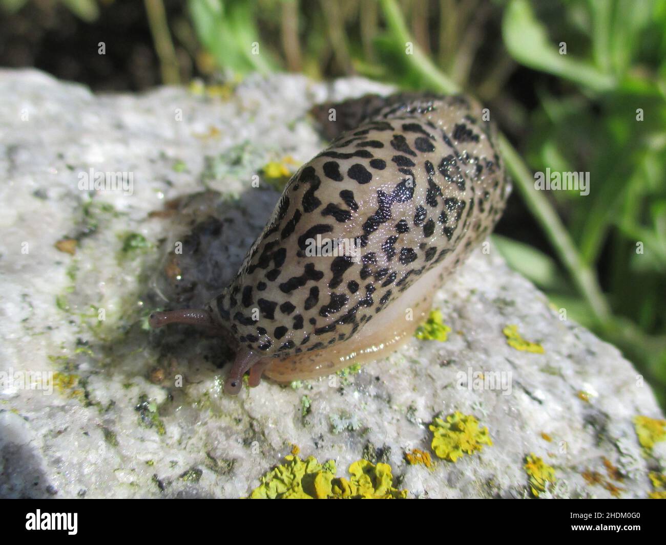Leopard slugs hi-res stock photography and images - Alamy