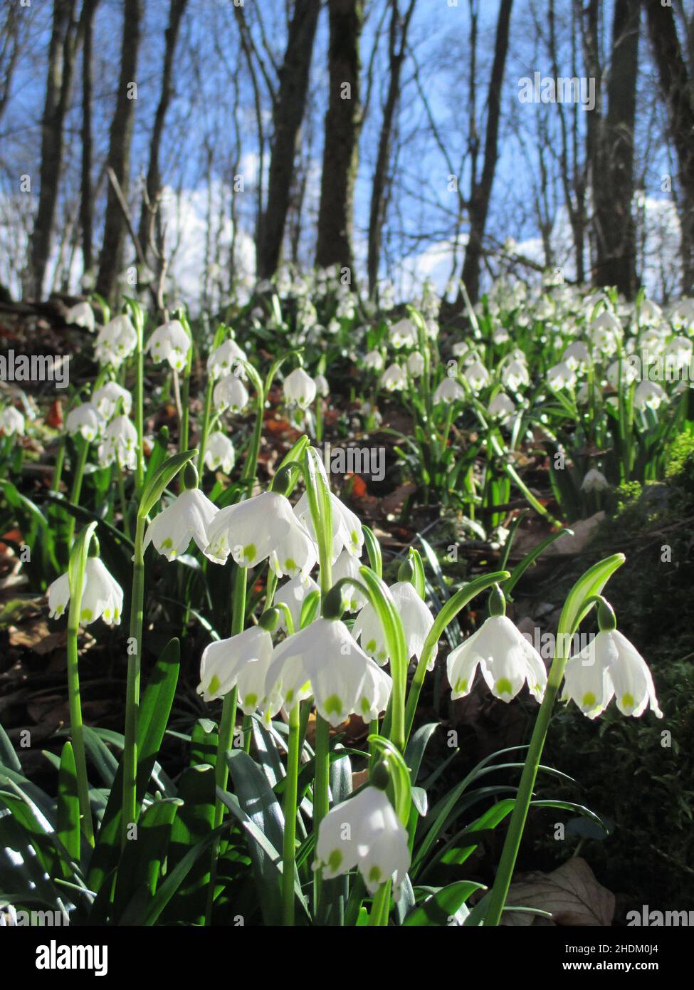Leucojum vernums hi-res stock photography and images - Alamy