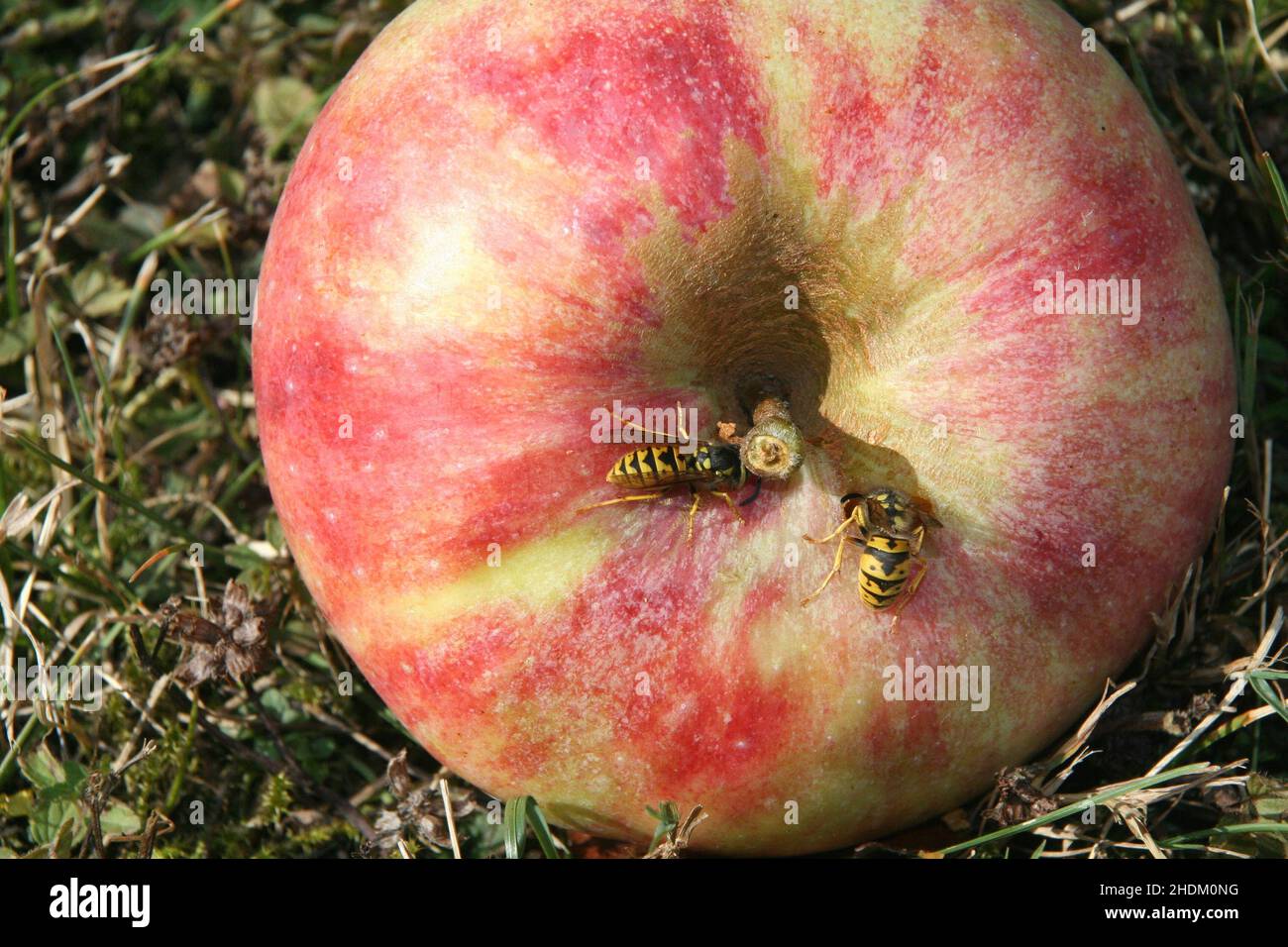Insect with fruit hi-res stock photography and images - Alamy