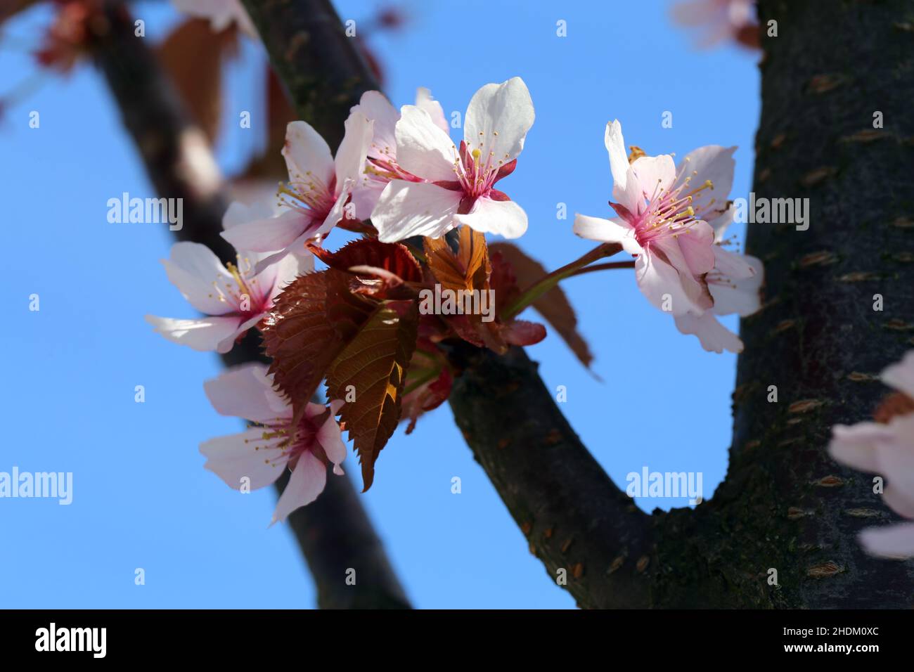 Pink and red rosebud cherry three flowers in a closeup color image ...