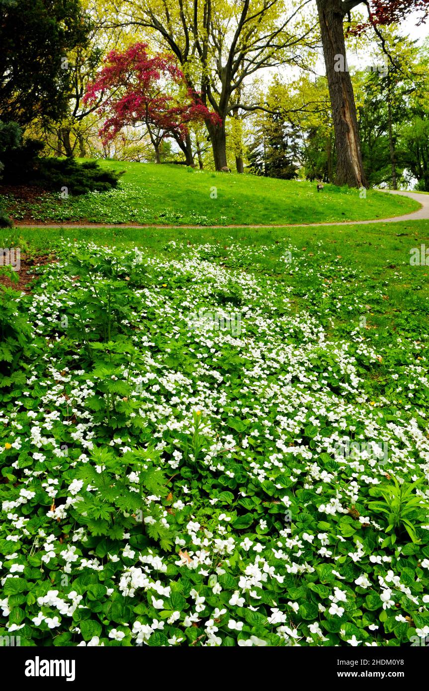 park, flower meadow, parks, flower meadows Stock Photo - Alamy