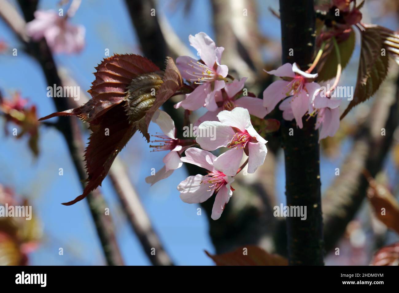 Pink and red rosebud cherry three flowers in a closeup color image ...