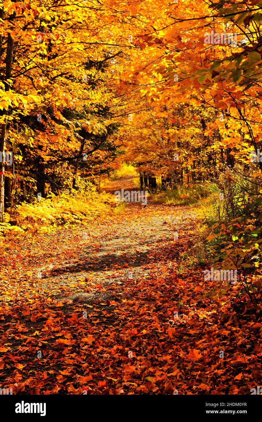 forest, autumn, path, forests, wood, woodland, woods, fall, paths Stock ...