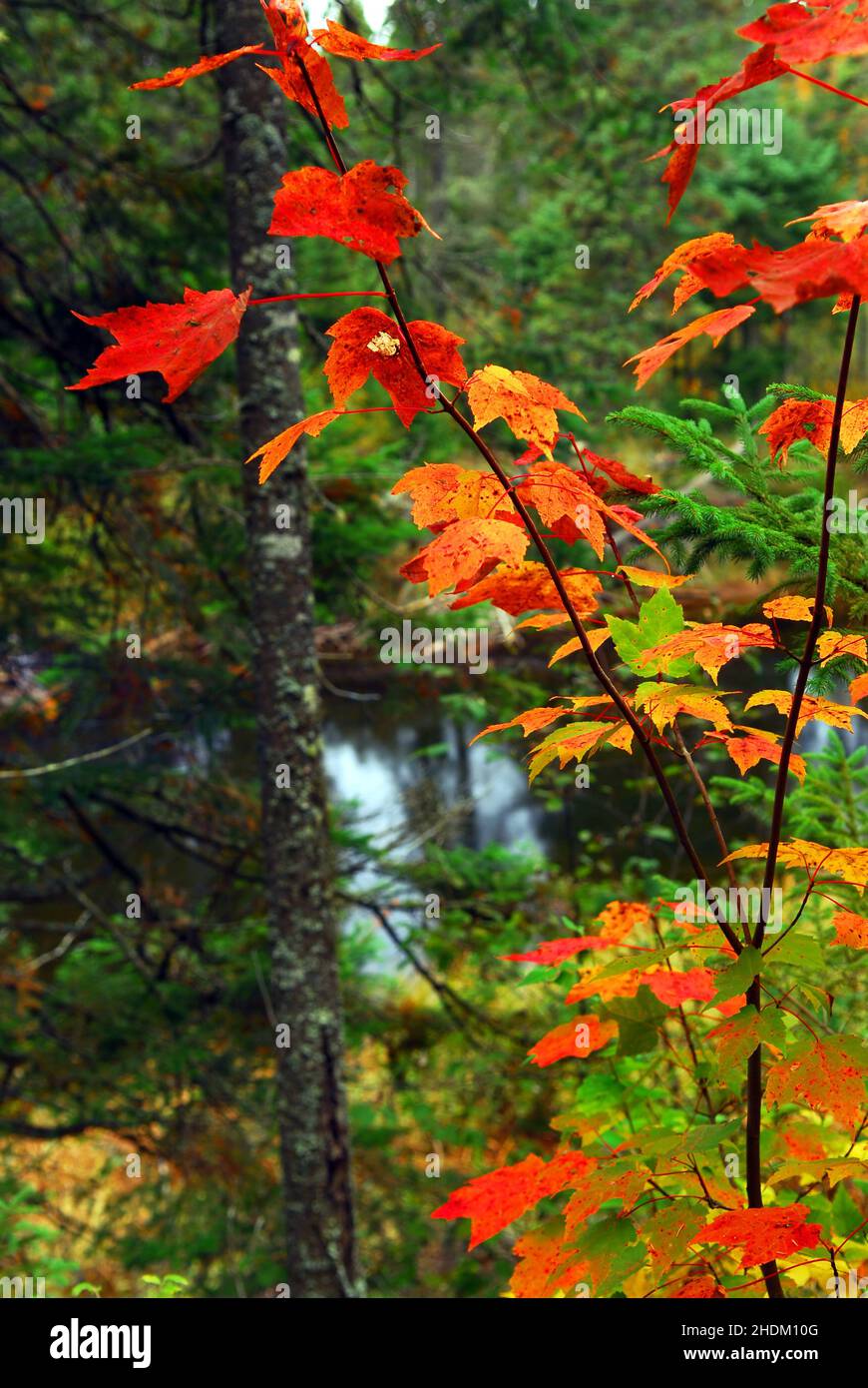 maple tree, autumn colors, maple branch, maple trees, fall, maple ...